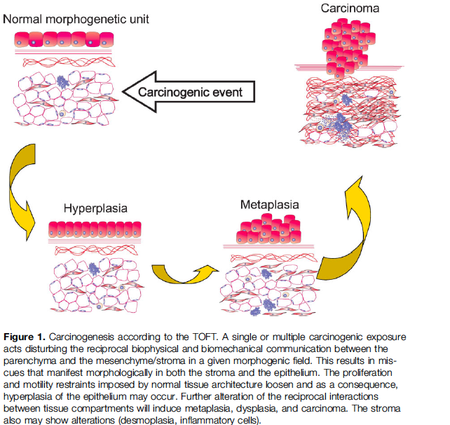The Mermaid's Tale: Do we still not know what causes cancer? Part III