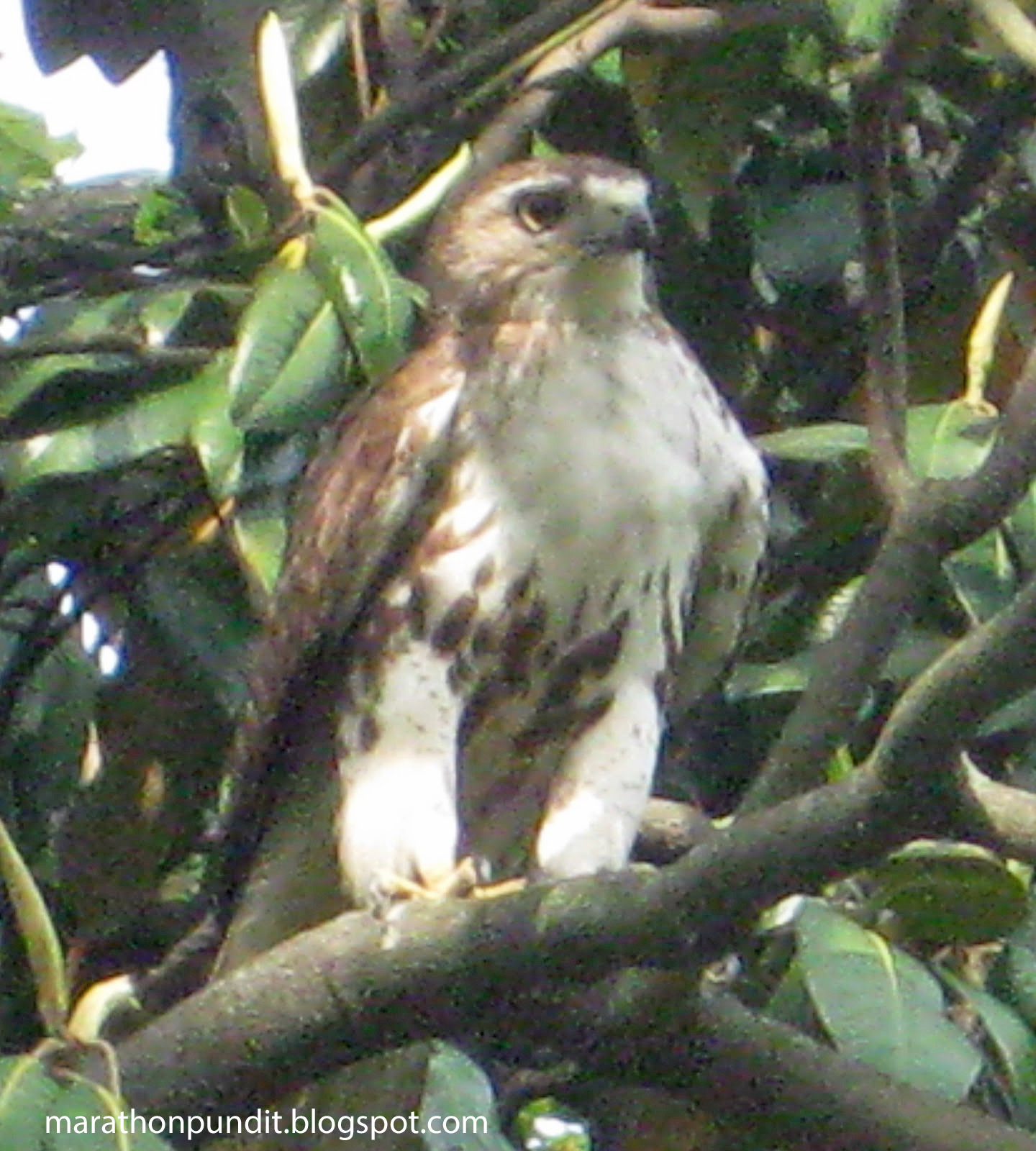 Marathon Pundit: Red-tailed hawk in Charlotte Marathon Pundit: Red-tailed hawk in Charlotte