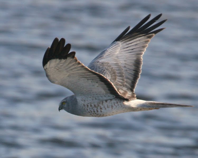 Hawk Migration Notes: Ghosts of a Chance