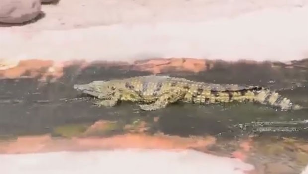 No Mar Profundo: Crocodilo