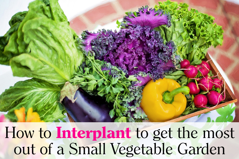 Southern Mom Loves: How to Interplant to Get the Most out of a Small ...