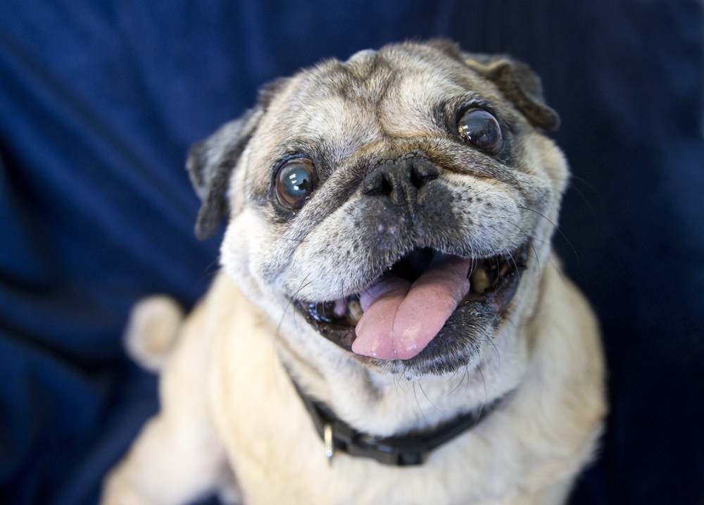 Shelter Dogs of Portland: "GARVIN" fabulous senior Pug (and his Bro Gavin)