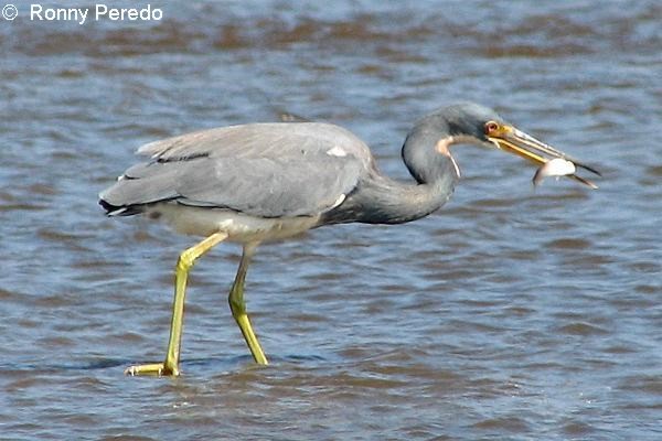 Daniela Sanabria: GARZA TRICOLOR (Egretta tricolor)