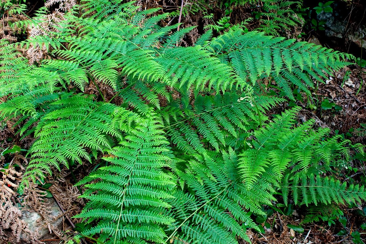 Helechos wallpapers