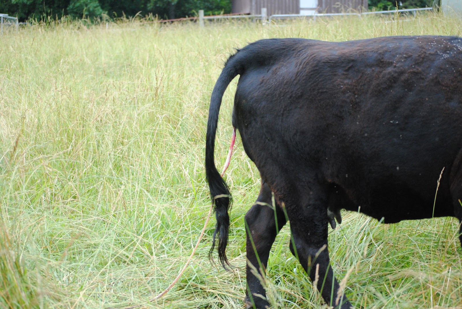 Adventures on Zephyr Hill Farm: After Birth: The Not-Quite-So-Cute Side ...