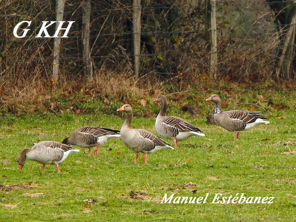 Miradas Cantábricas: Ánsar común anillado G KH en el Ebalse del Ebro