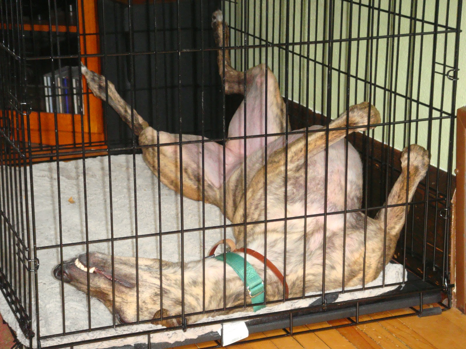 Northern Lights Greyhound Adoption Dog Blog: NLGA Photo Roundup ...