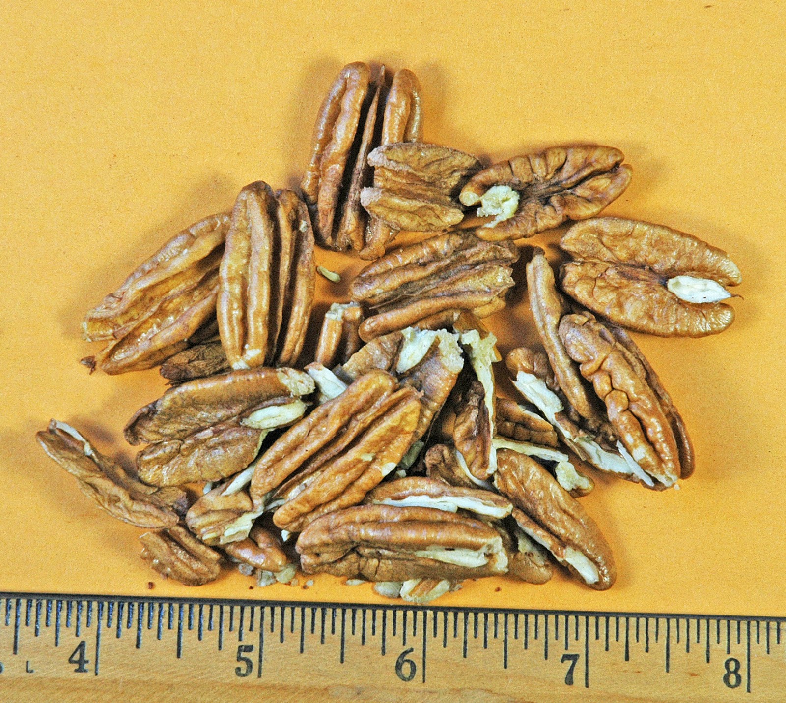 Northern Pecans: Pecan scab: Impacts on harvested nuts