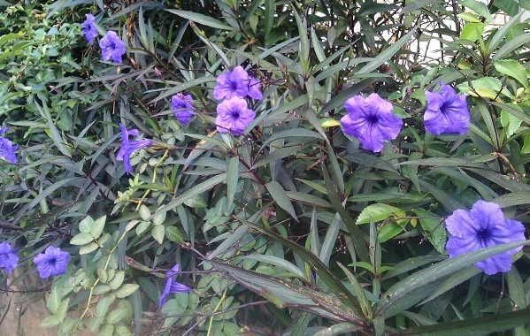 Tanaman Hias Ruellia Ungu | SAYA SUKA BUNGA