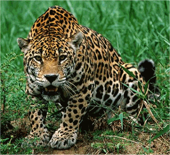 Panthera onca | The Life of Animals