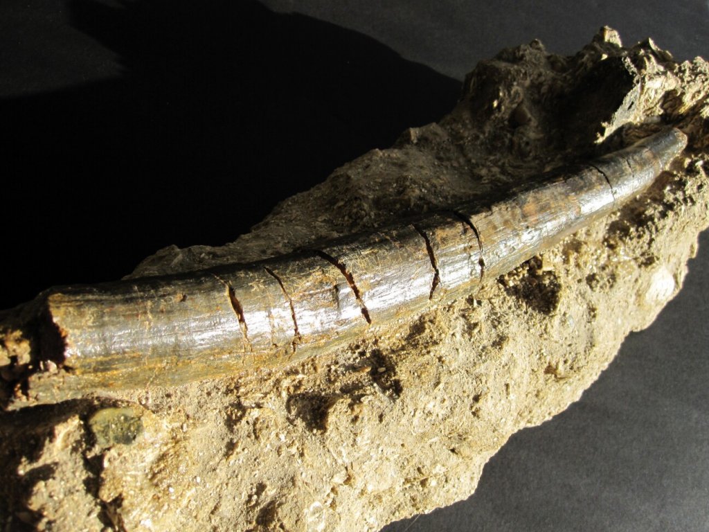 Fossils & Antiques: Fossils Tusk Mammoth