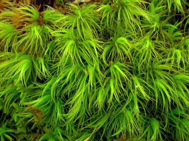 Variety of Life: Dicranum