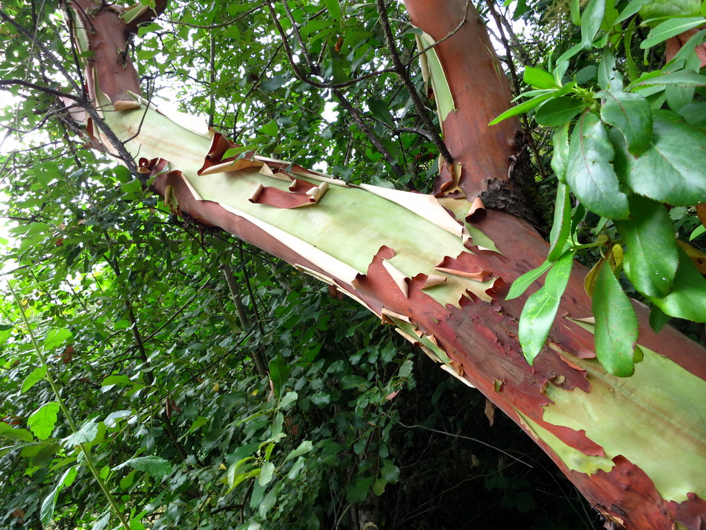 Clark's Oregon Wildflower Blog: Pacific Madrone