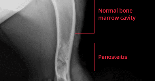 Ultimate German Shepherd Guide - Puppies Behavior Study, Raising ...