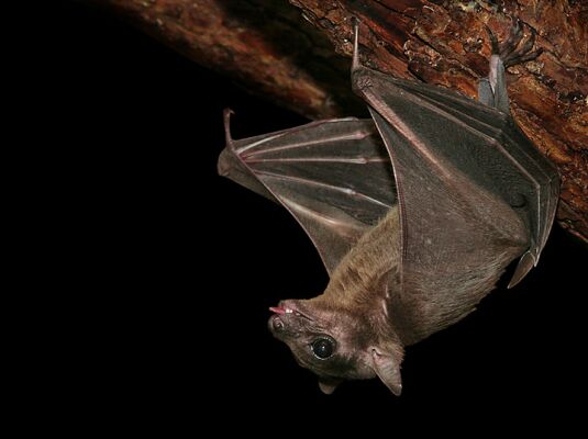 YARASA RESİMLERİ-Manzaralar