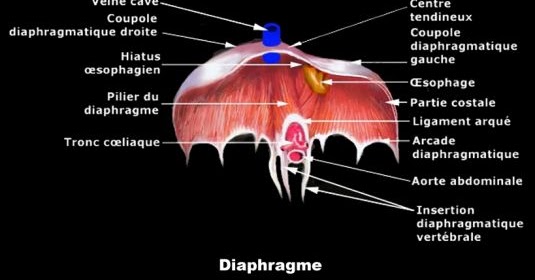 Blog 75: Infos santé-Comprendre le rôle du diaphragme