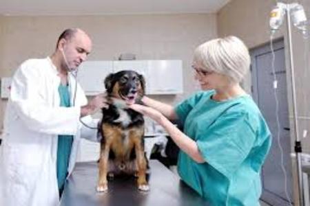 How Critical Veterinary Doctors Are for Pets Care?