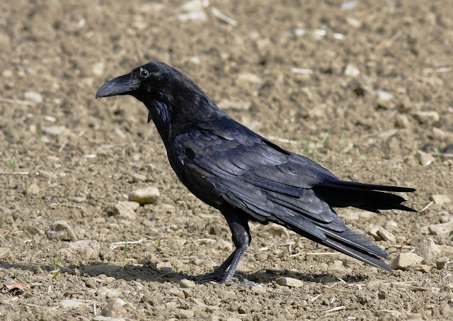 Navarra al natural: octubre 2012