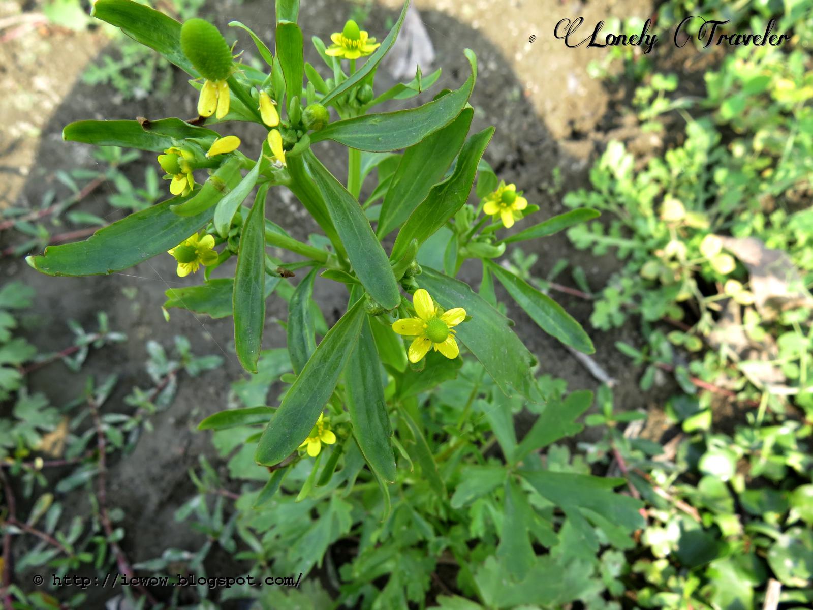 Cursed buttercup - Ranunculus sceleratus