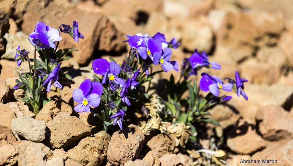 TENERIFE EN IMÁGENES: VIOLETA DEL TEIDE EN FLOR (MAYO, 2015)