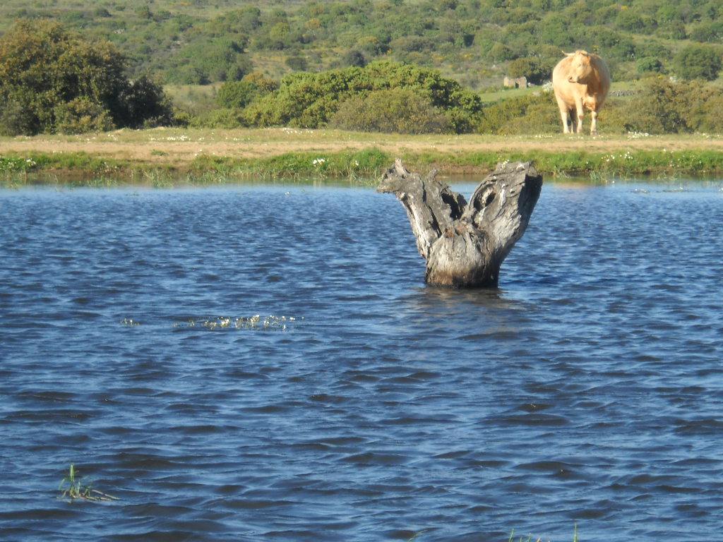 La pesca de la tenca: LA LEYENDA DE LA TENCA