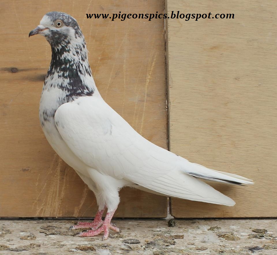 Original Teddi Pigeons (kabotar) In Lahore - Pigeons Pics | Latest ...