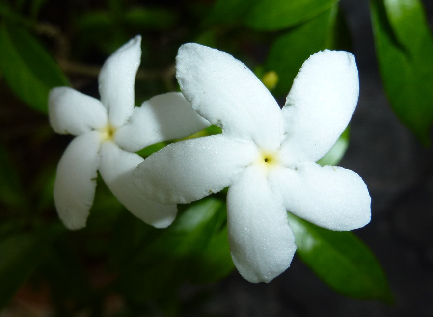 Greenfingers: Bunga Melur di Petang Hari