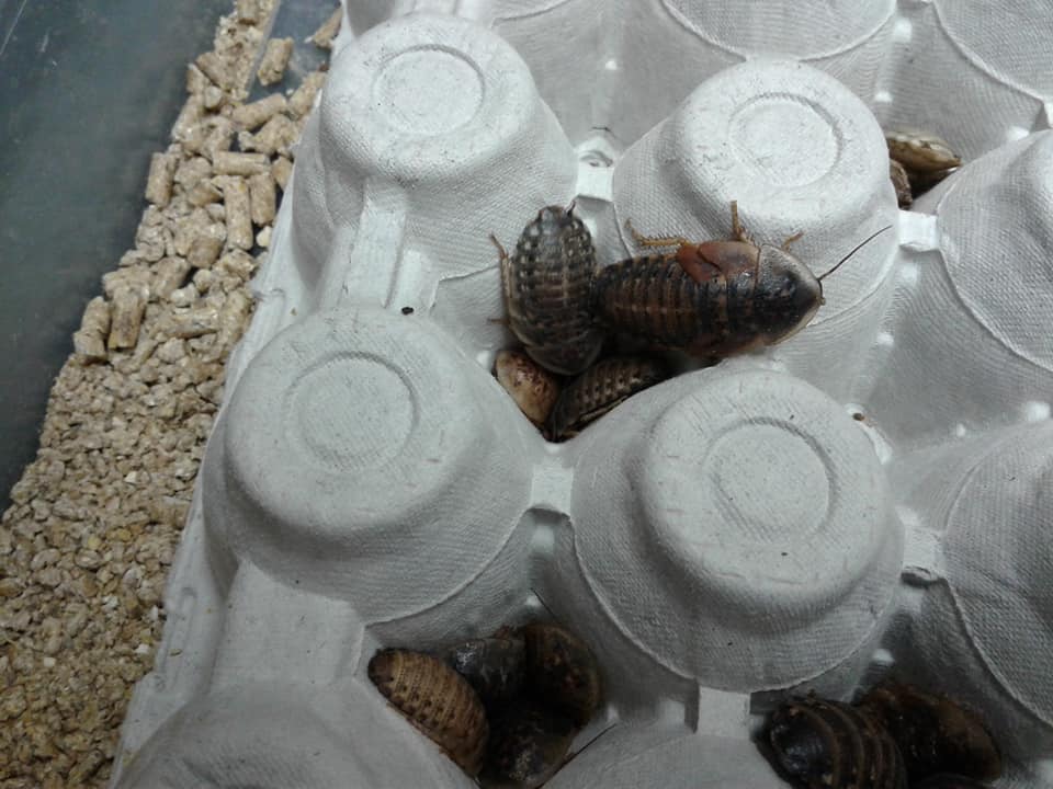 Chick-a-Doodles or J&D Farm: Dubia Roach Farm