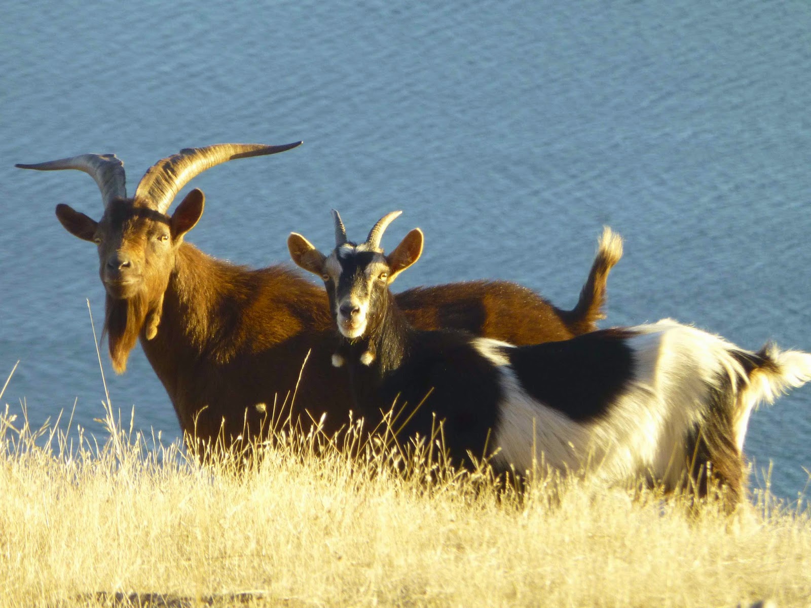 Up on Haliburton Hill: Three Billy Goats Gruff