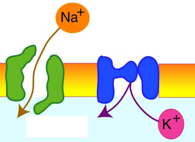Transmission of Neurons Informations: PROPAGATION OF ACTION POTENTIAL