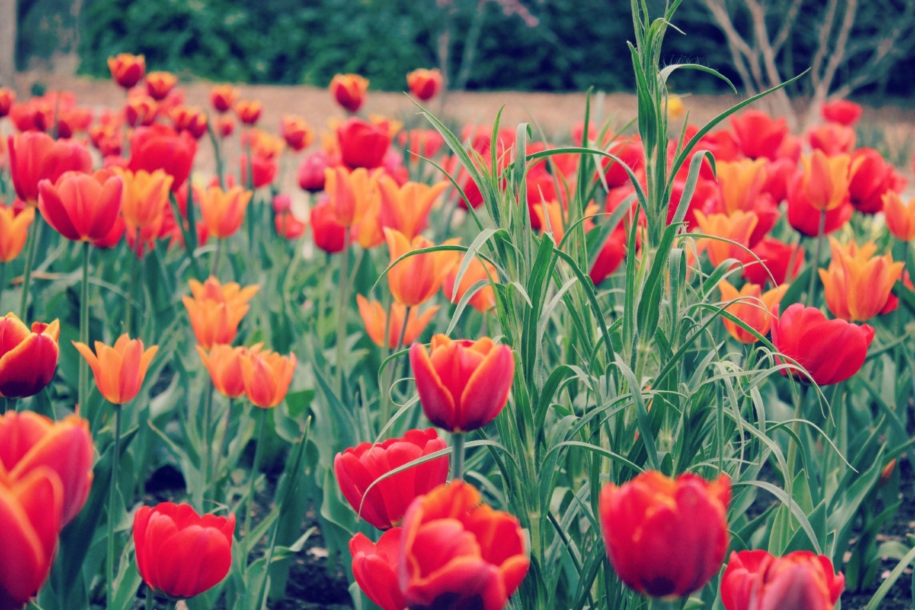 Wild Photography : Each Time I See a Tulip..