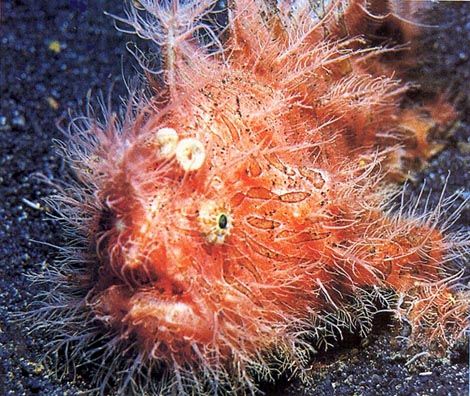 Curiosidades del Mundo: El Pez Sapo peludo (Antennarius Striatus).