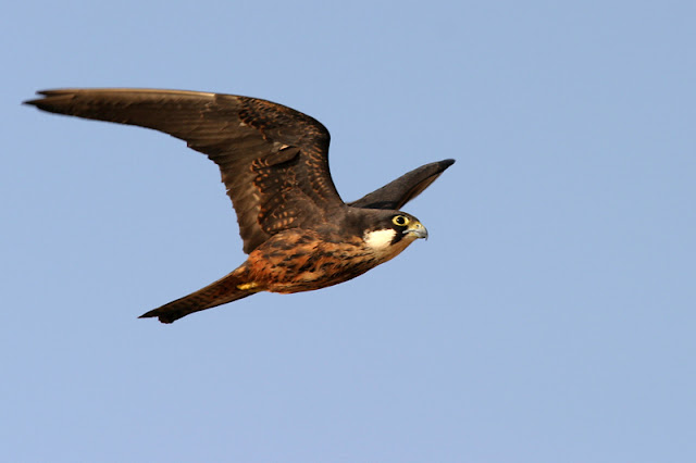 THE VIEW FROM FEZ: Eleonora's Falcon - Will Morocco's Conservation Plan ...