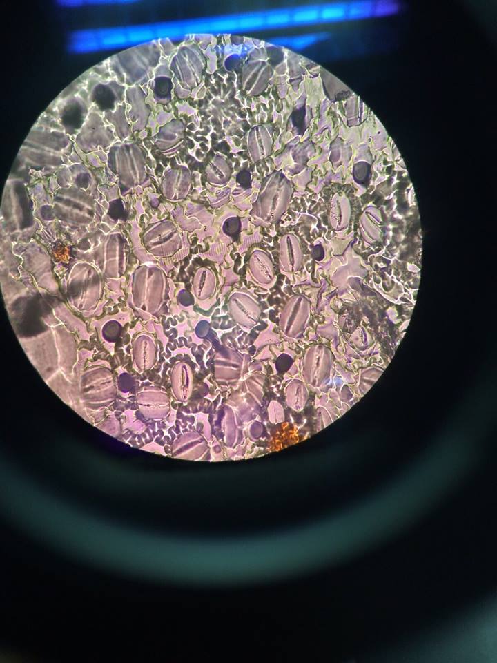 GreatBiology: Stomata Under Microscope