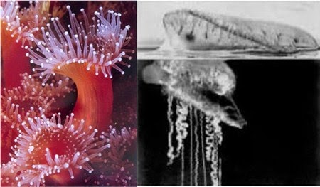 BIOLOGI TOPI BIRU: COELENTERATA