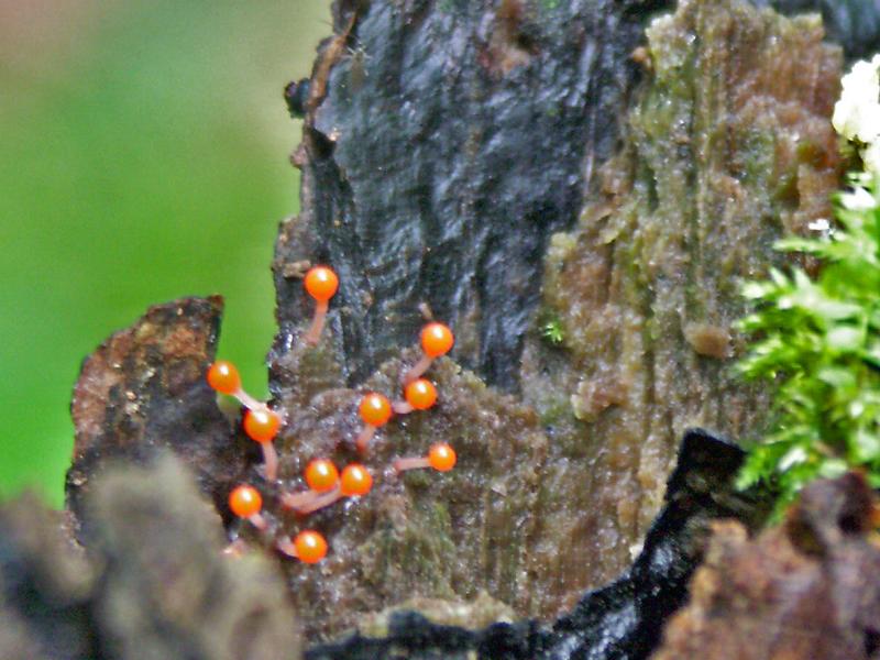 Kingdom Fungi and PhytoPathology - A Unique Perspective