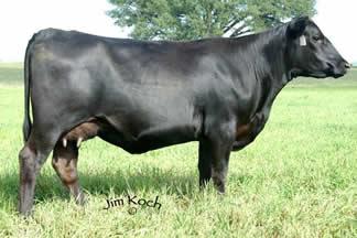 Bangsa Sapi Unggul asal amerika serikat - Elinotes review