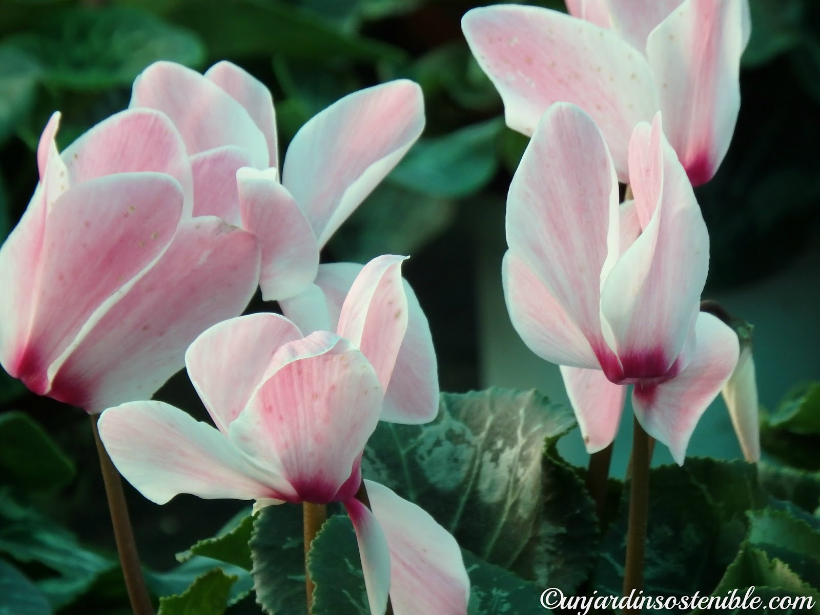 Cyclamen Persicum (Ciclamen, Violetas de los Alpes Etc.)