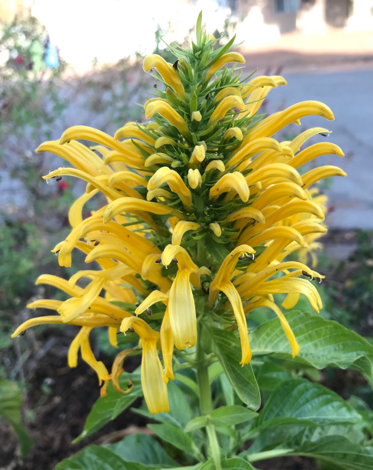 Aprille's SoCal Gardening : Yellow Brazilian Plume Flower