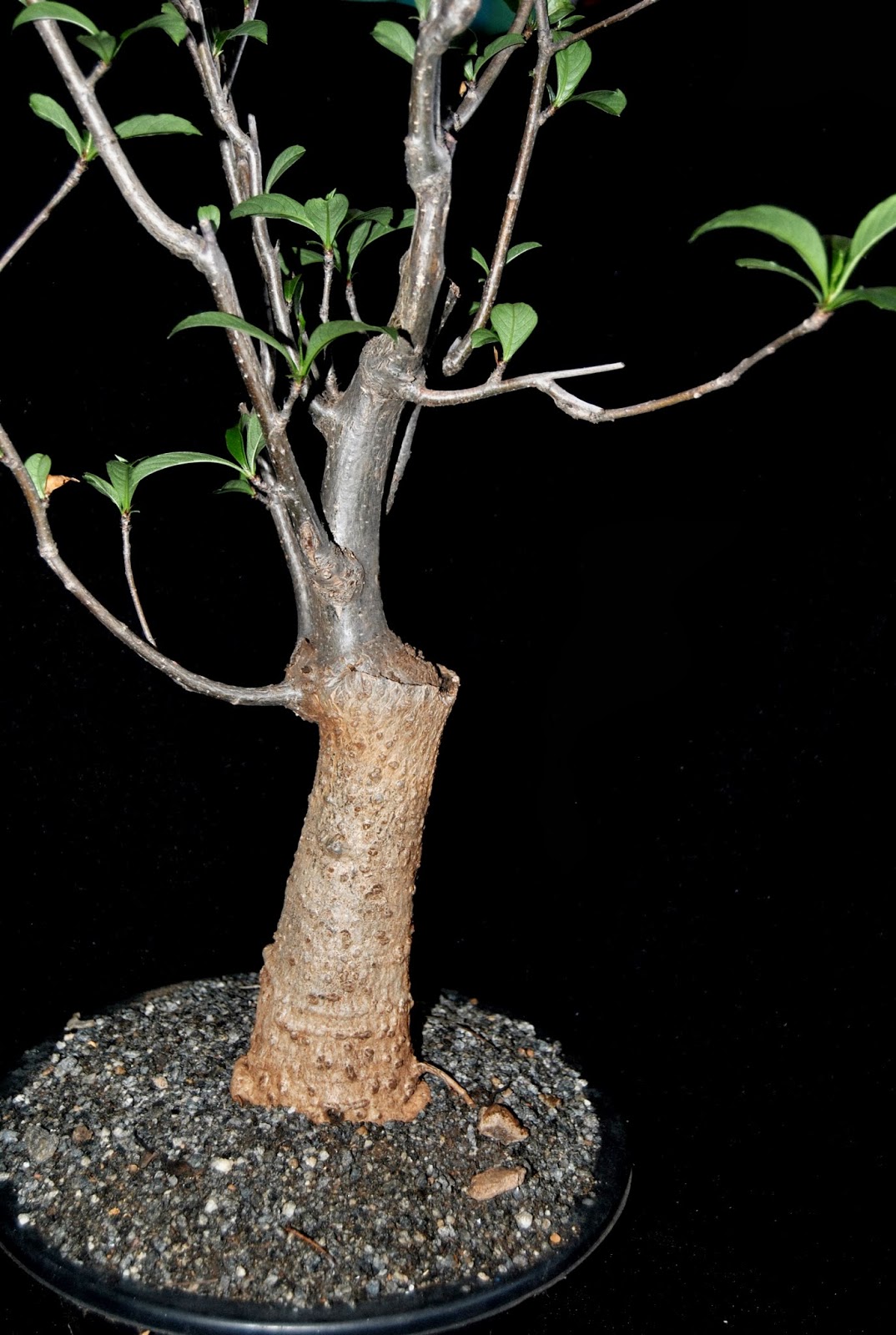 LENNARD'S BONSAI BEGINNINGS.: Adansonia digitata (Baobab)- African ...