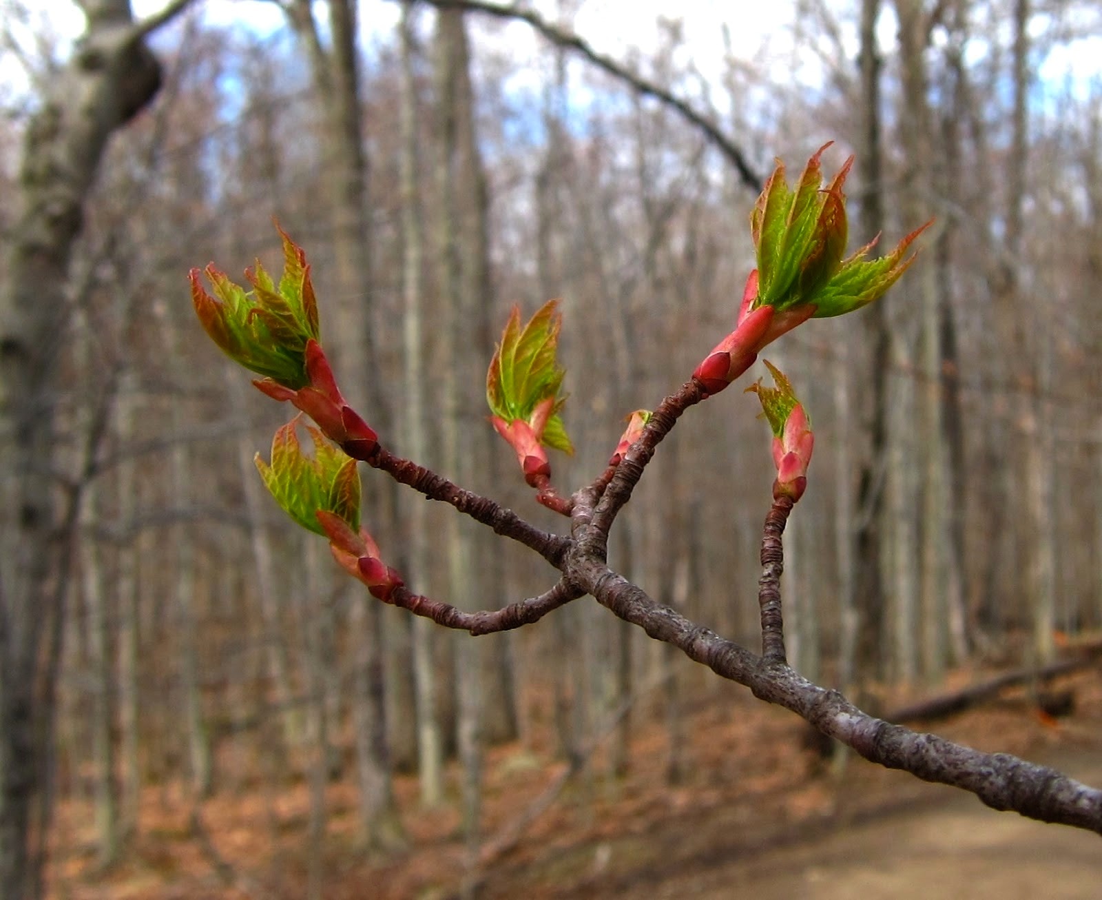 Saratoga woods and waterways: A Sad Contrast