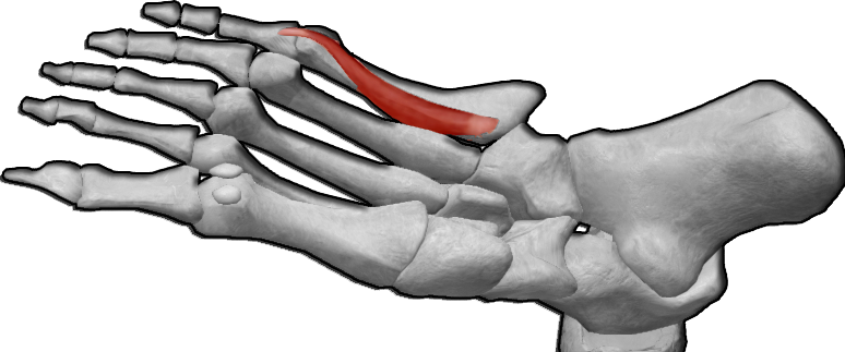 musculo flexor corto del dedo pequeño o quinto dedo