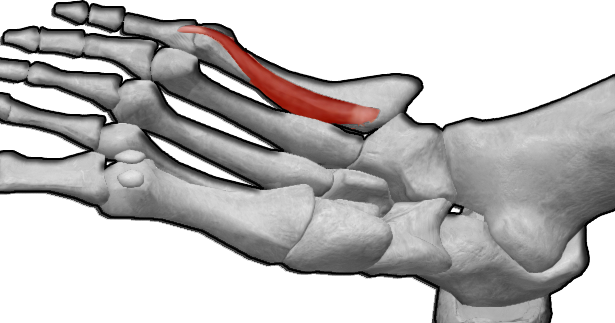 musculo-flexor-corto-del-dedo-peque%C3%B1o-o-quinto-dedo.png