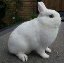 Konijnenhouden.nl - Konijnenrassen | Opvoeding | Verzorging: Konijnenrassen