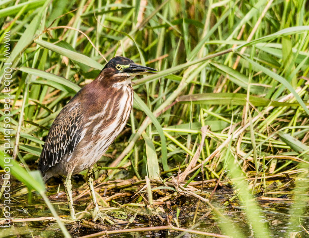 Birds of Barbados: 2017 Photographic Big Year 74, Mega-Rarity