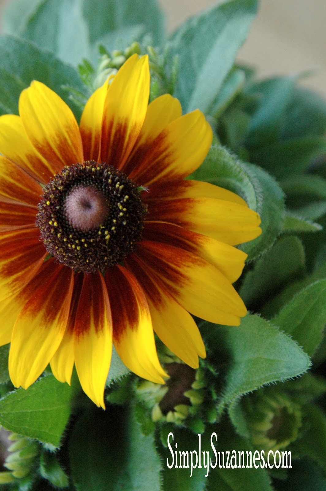 Simply Suzanne's AT HOME: black-eyed Susans . . . end-of-Summer flowers