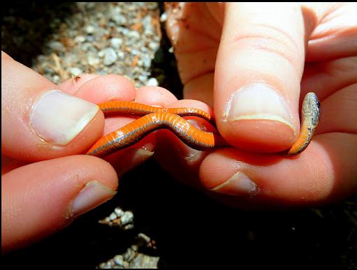 Super Mini Snakes Are My Kinda Reptiles! | Featured Creature