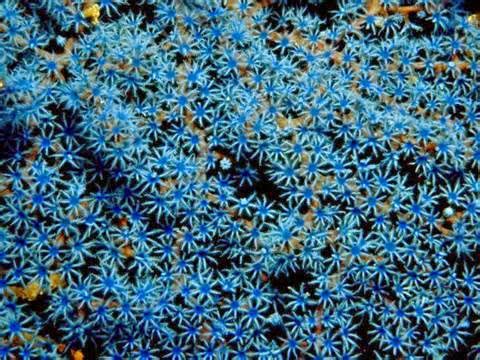 Rumbo a la profundidad: Preciosas y vitales Zooxantelas