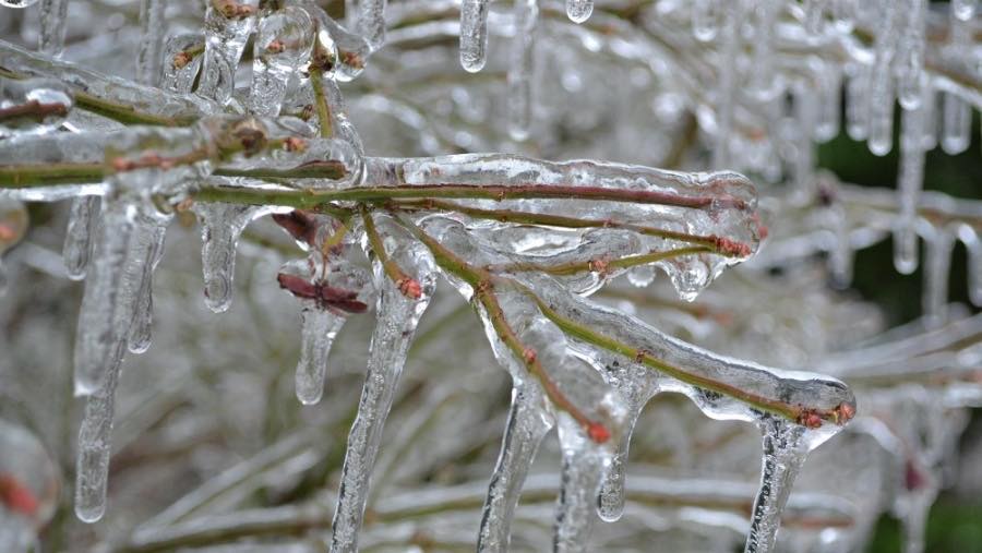 A Joyful Life!: Ice, Rain and More Ice!