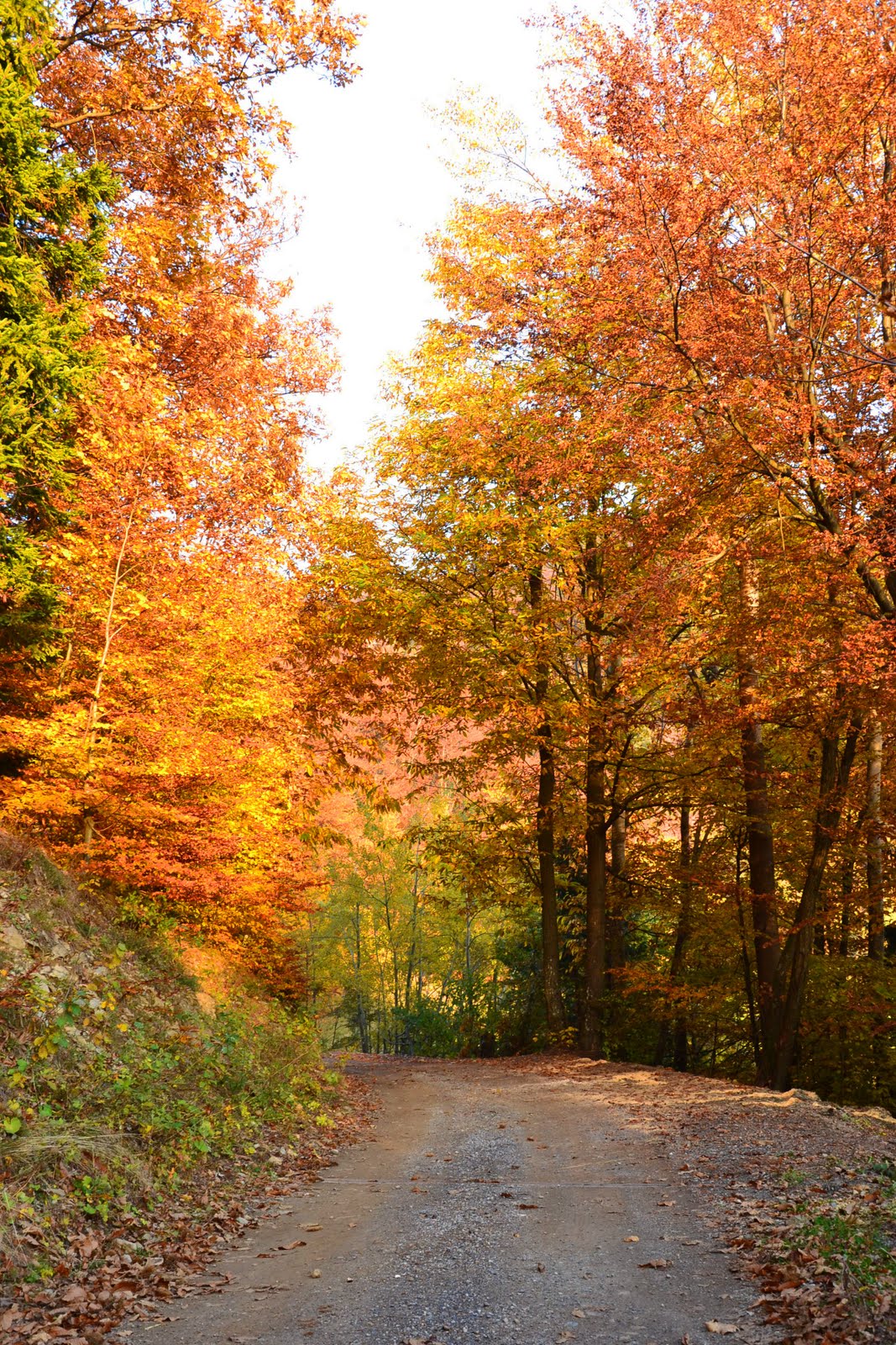 impresija trenutkov: Gozd